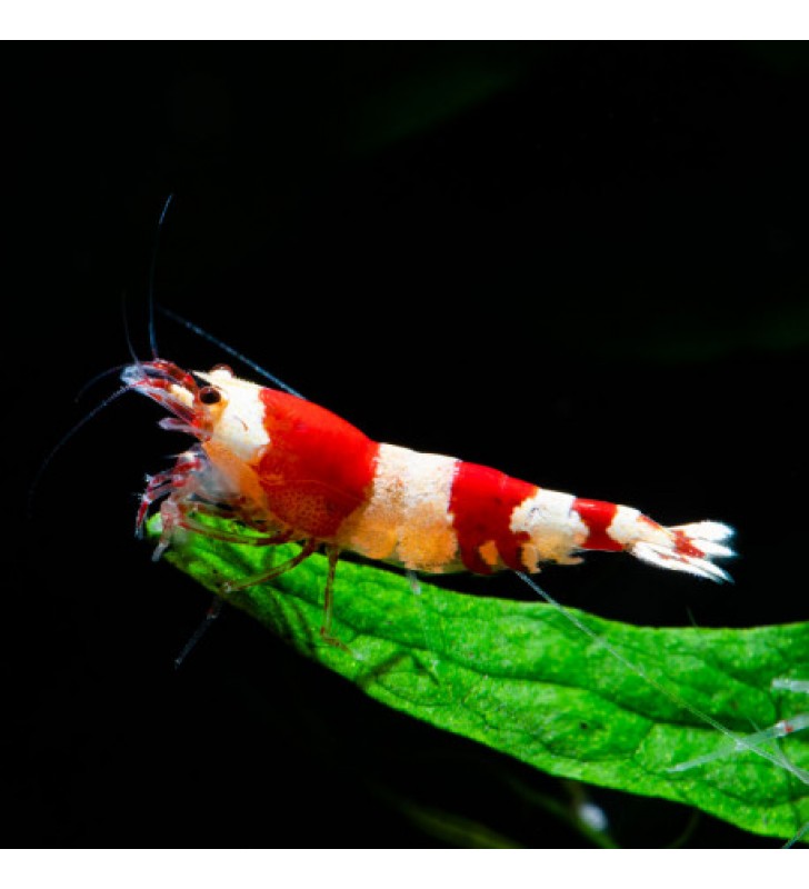 Caridina Red Crystal