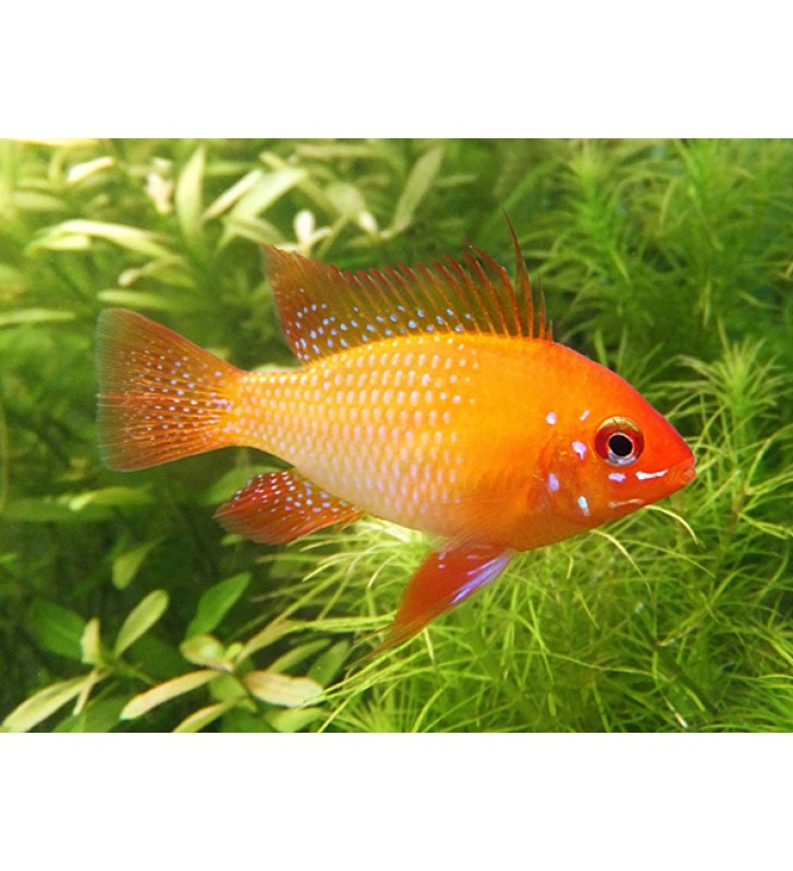 Mikrogeophagus ramirezi «Gold»